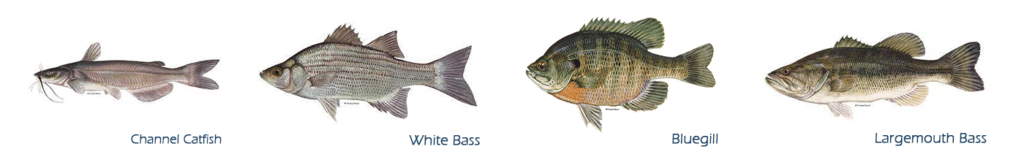 How to build a farm pond | Lonestar Minerals